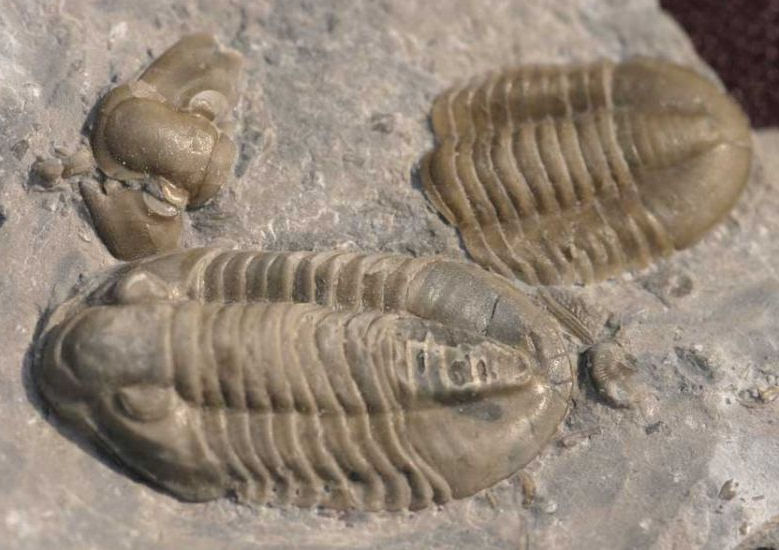 Quick Trilobite ID? - Fossil ID - The Fossil Forum