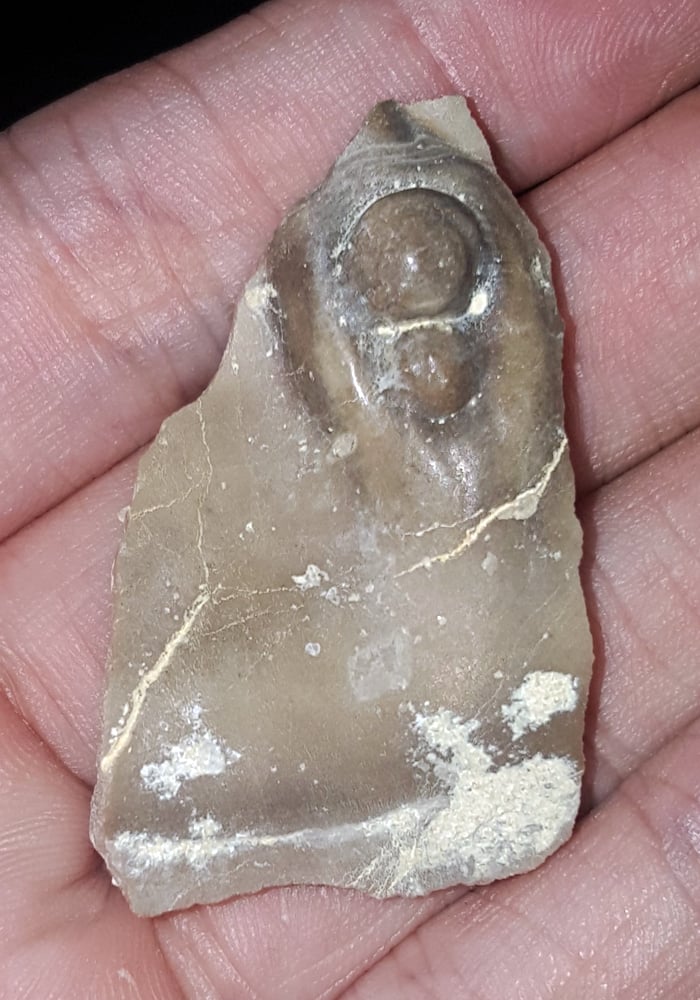 Pearl fossil? Is it really valuable? - General Fossil Discussion - The ...