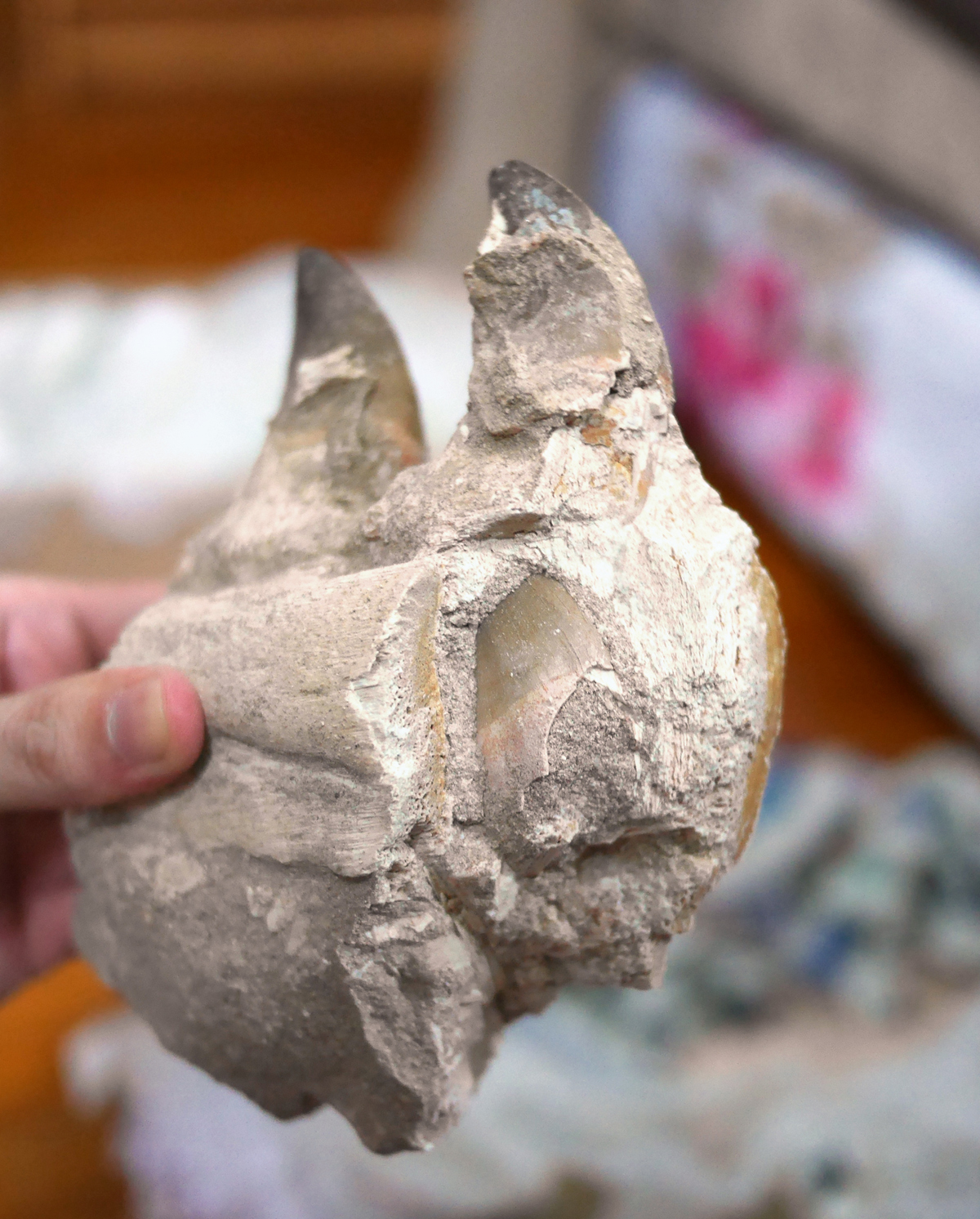The Curse of the Moroccan Fossils - Is It Real? How to Recognize Fossil ...