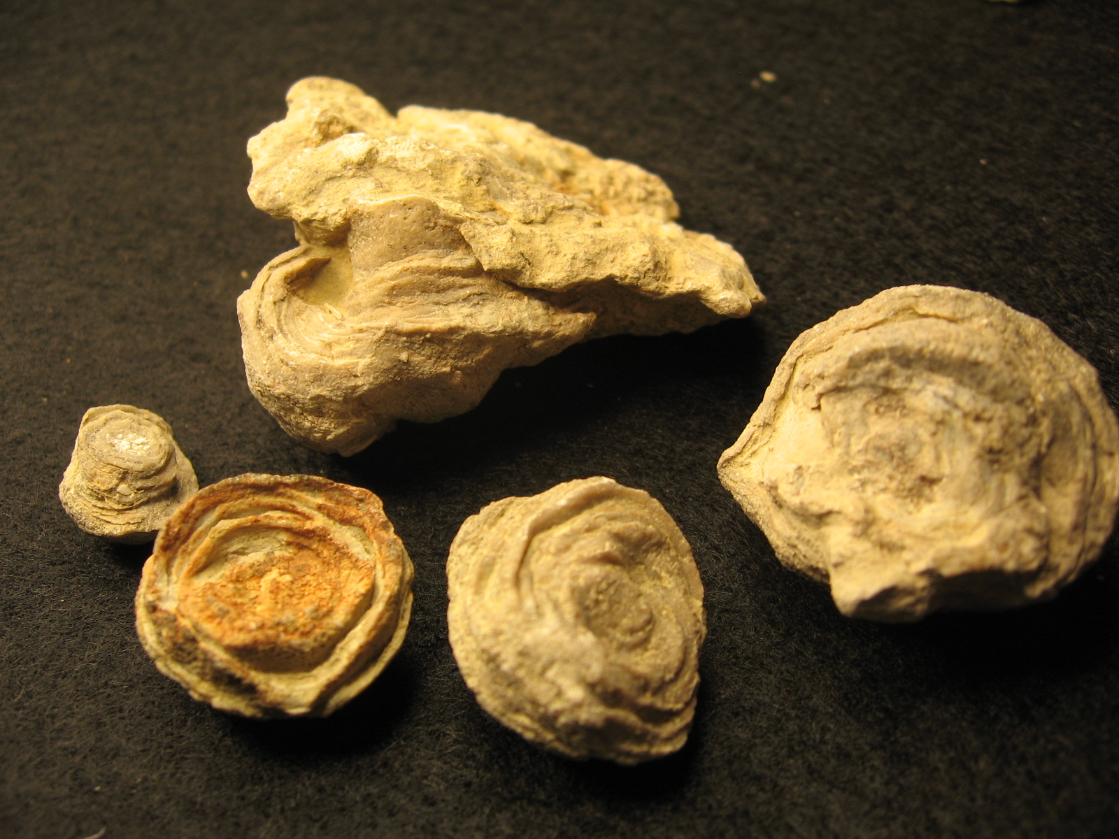 Pennsylvanian crinoid cup or sponge - Fossil ID - The Fossil Forum