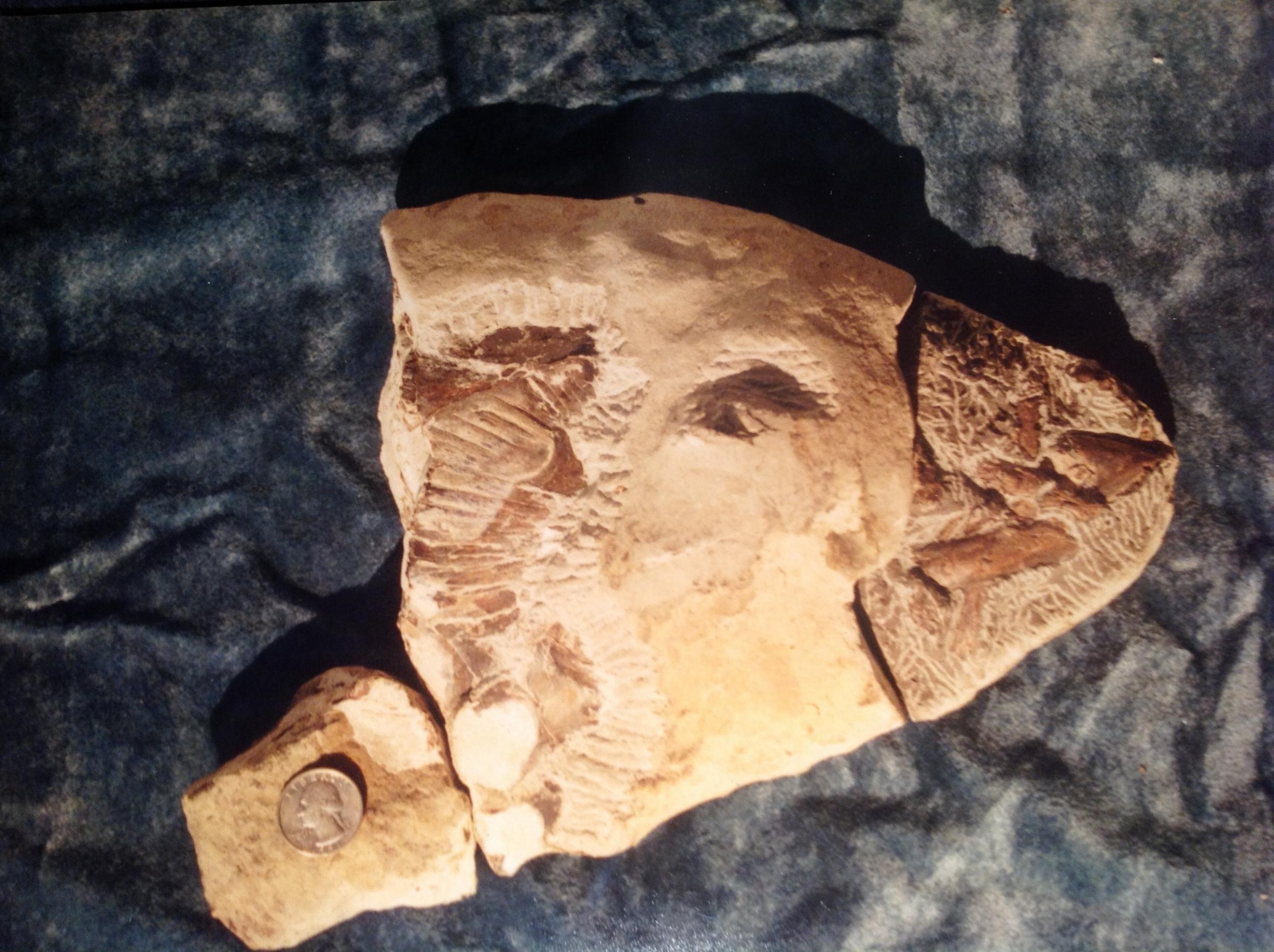 Miocene shark teeth fron central Oregon coast - General Fossil ...