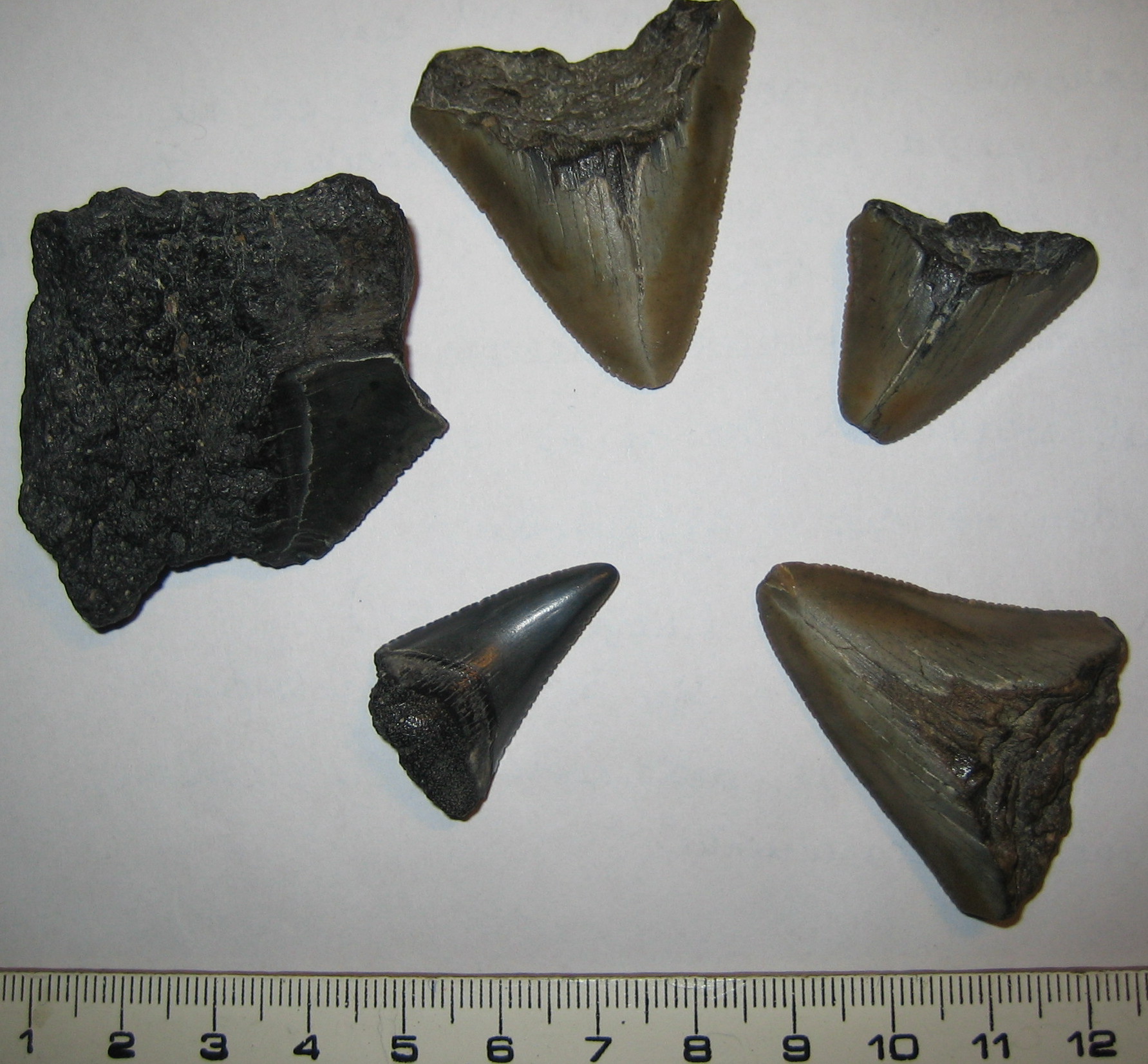 Megalodon Teeth From Rare Locations - Page 2 - Member Collections - The ...