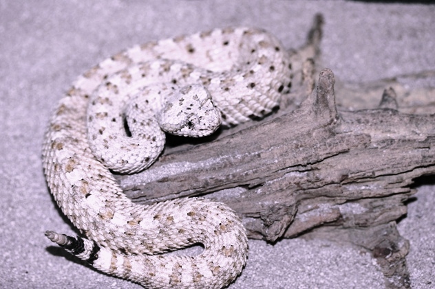Snake Id - Fossil ID - The Fossil Forum