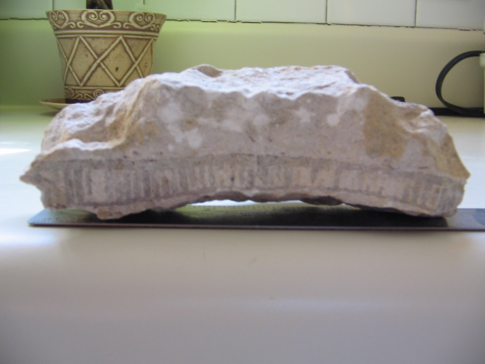Possible Fish Or Plant Fossil From Iowa? - Fossil ID - The Fossil Forum