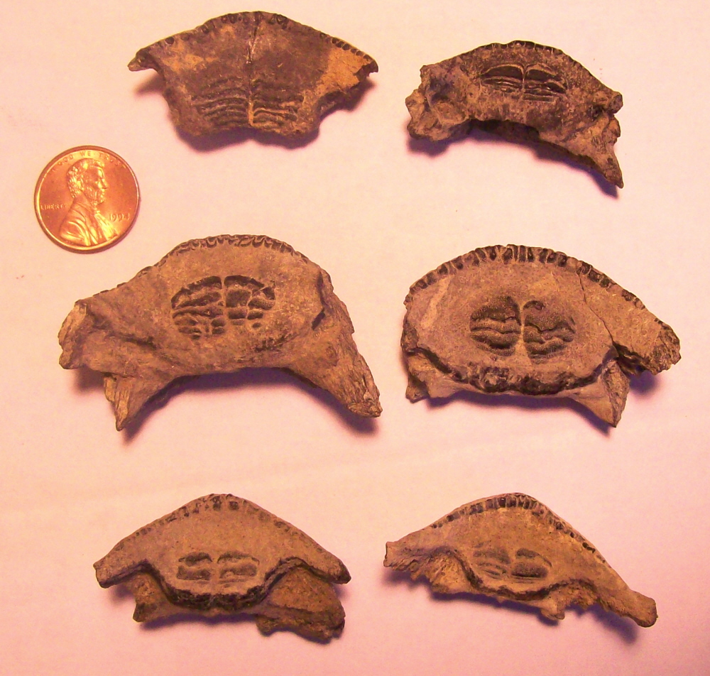 Parrot Fish Beaks? - Fossil ID - The Fossil Forum