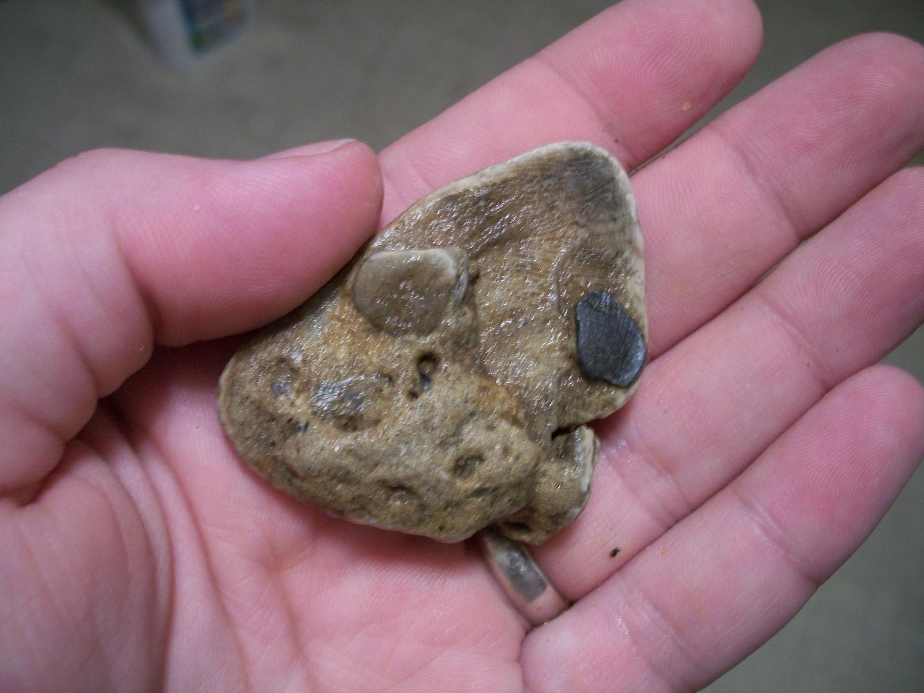 Turtle Shell Fragment? - Fossil ID - The Fossil Forum