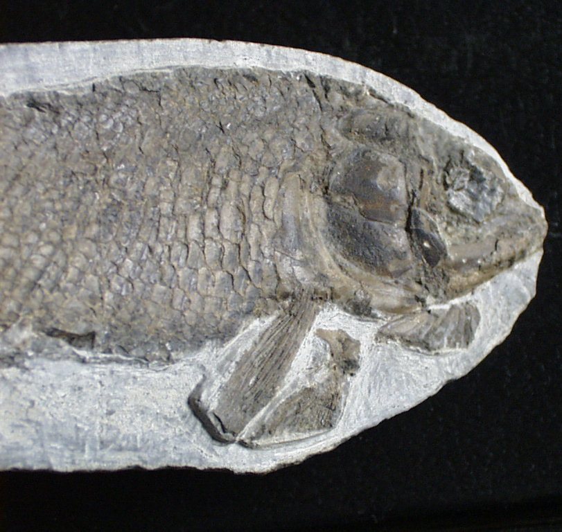 Fossil Fish In Nodule From China - Member Collections - The Fossil Forum