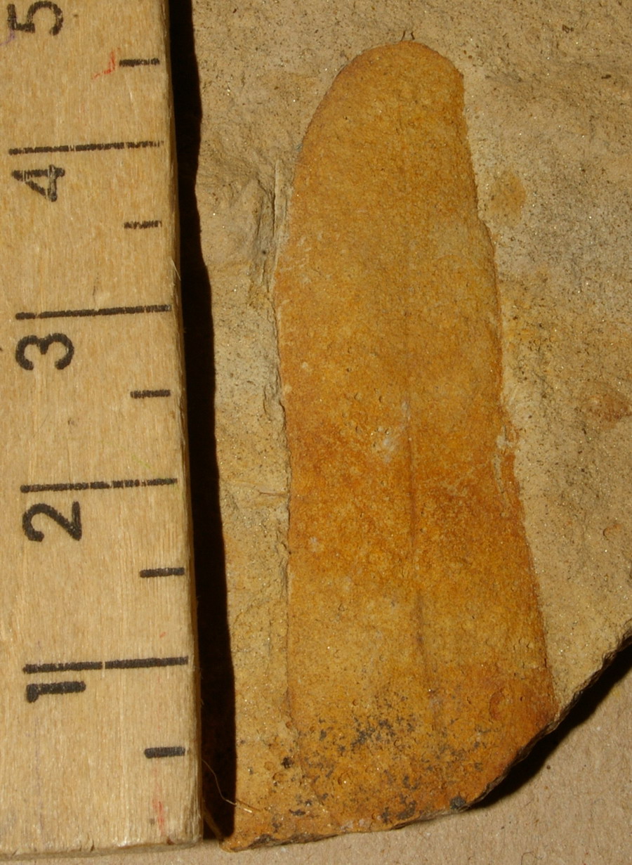 Shell And Plant Impressions - Fossil ID - The Fossil Forum