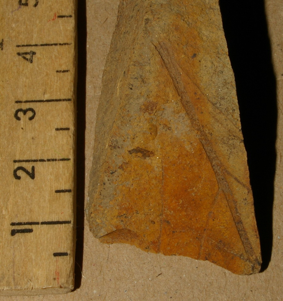 Shell And Plant Impressions - Fossil ID - The Fossil Forum