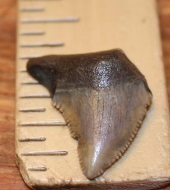 How Small Are They? - Fossil ID - The Fossil Forum