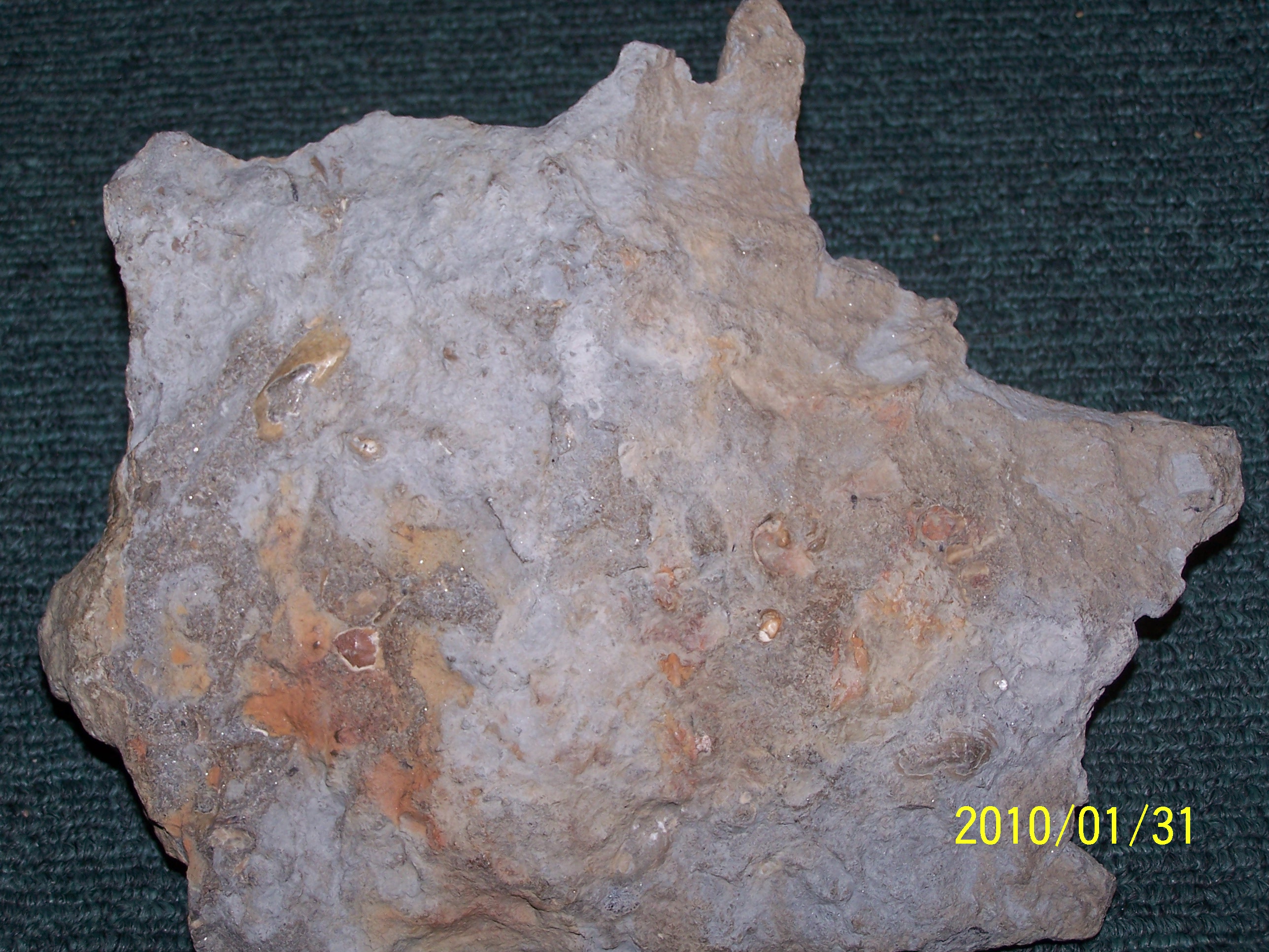 Odd Fossil - Crinoid Base Or Primative Plant - Fossil ID - The Fossil Forum
