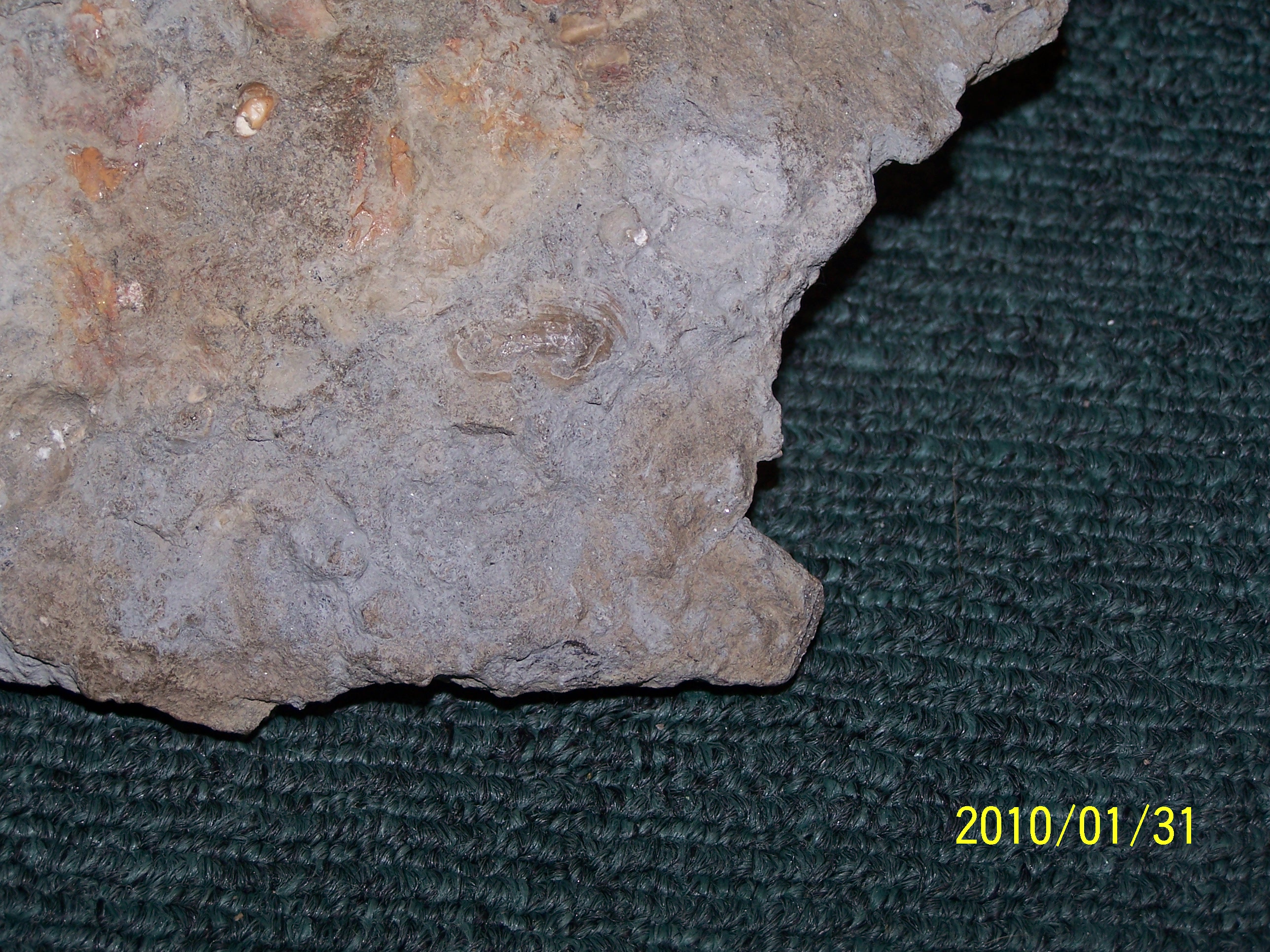 Odd Fossil - Crinoid Base Or Primative Plant - Fossil ID - The Fossil Forum