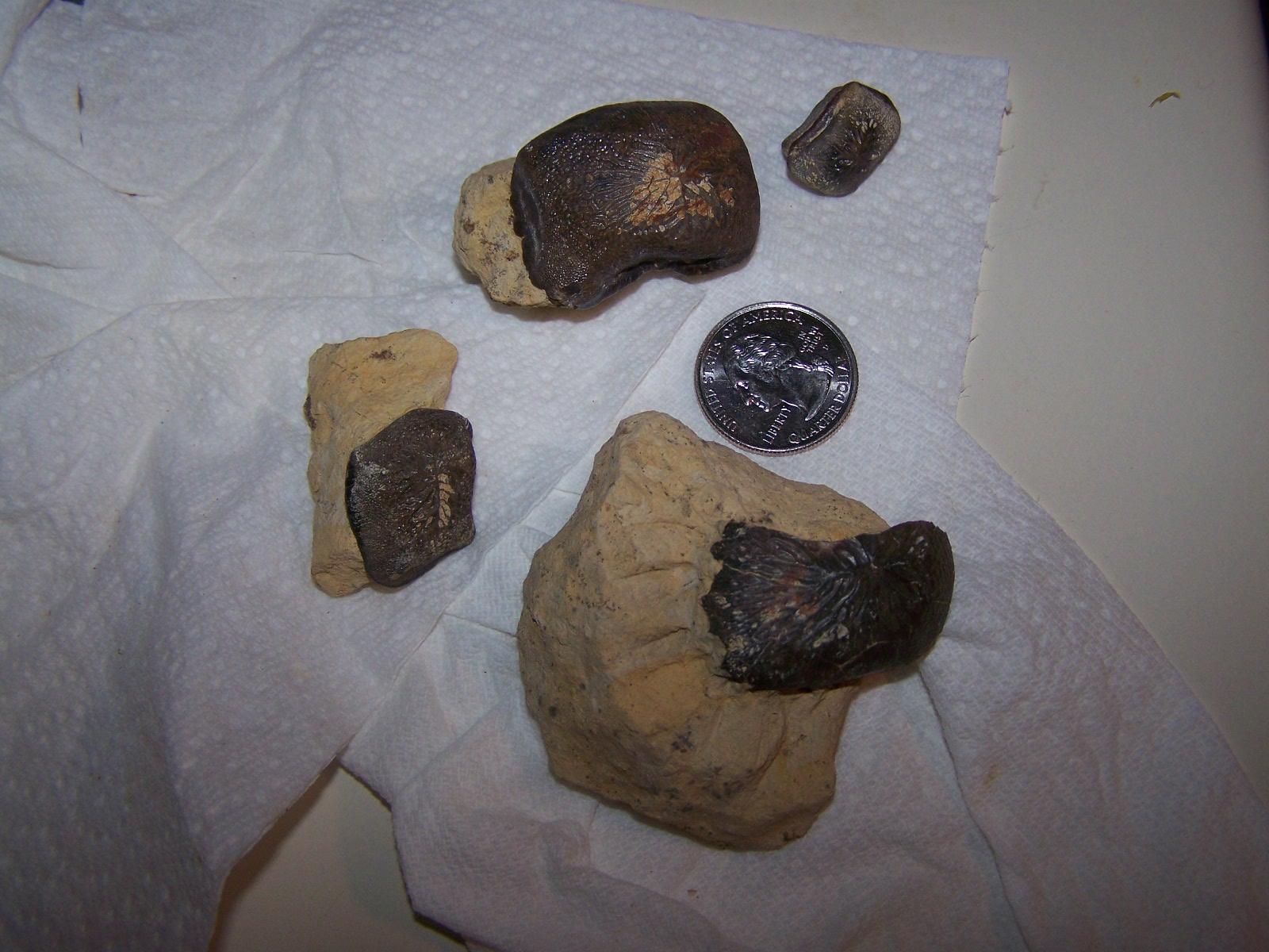Cretaceous Shell Crusher Shark - Fossil News - The Fossil Forum