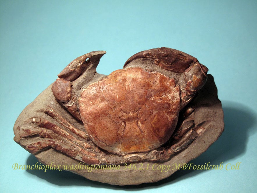 Panopeus - Branchioplax - Fossil ID - The Fossil Forum