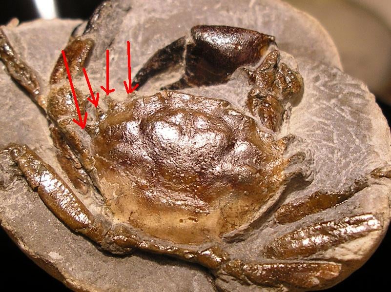 Panopeus - Branchioplax - Fossil ID - The Fossil Forum