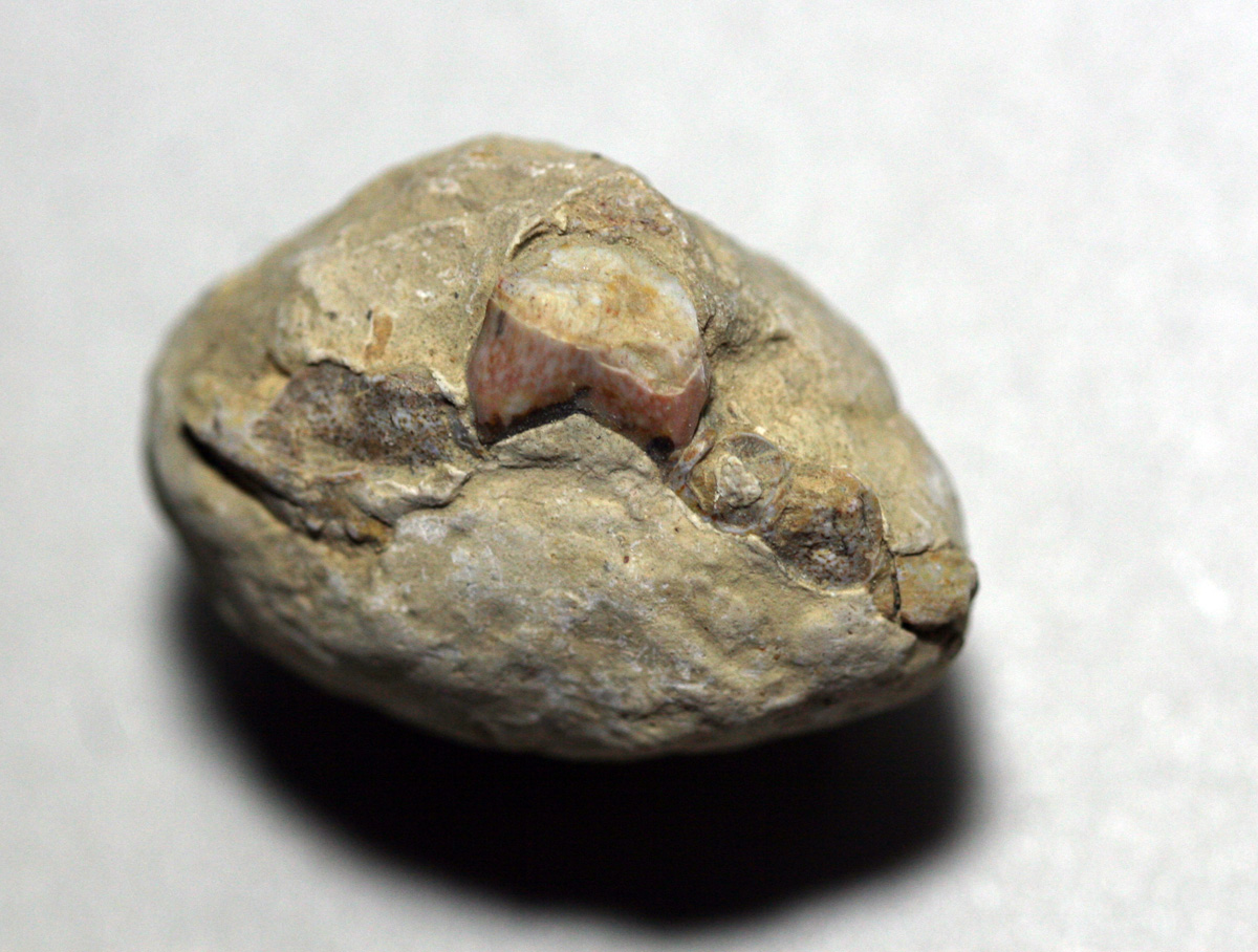 Texas Paleozoic Shark Tooth? - Fossil ID - The Fossil Forum