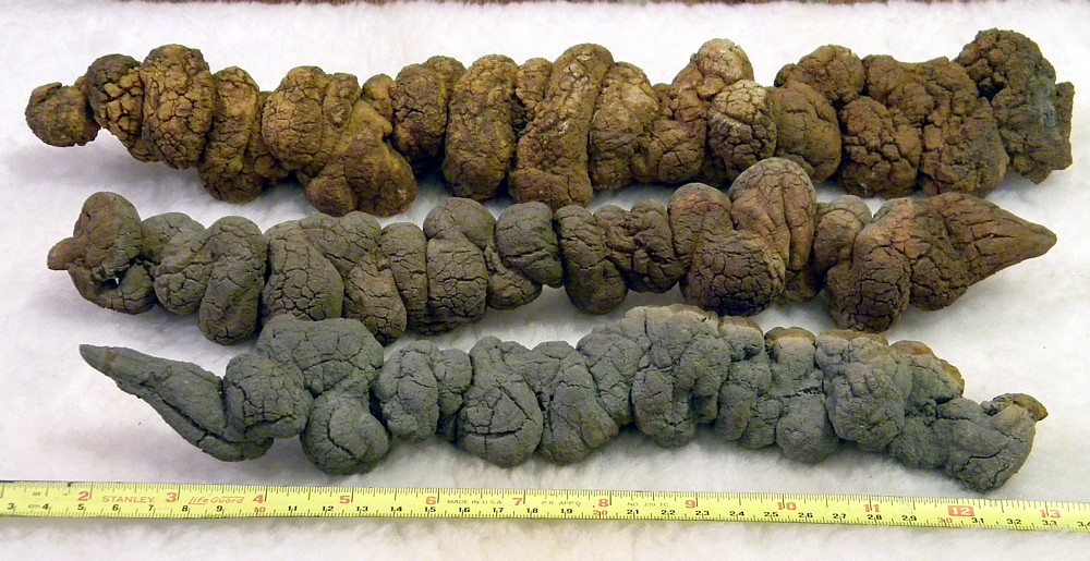 Monster Poop - General Fossil Discussion - The Fossil Forum
