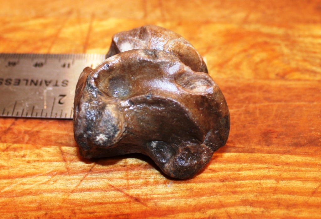 Joint Bone? - Fossil ID - The Fossil Forum