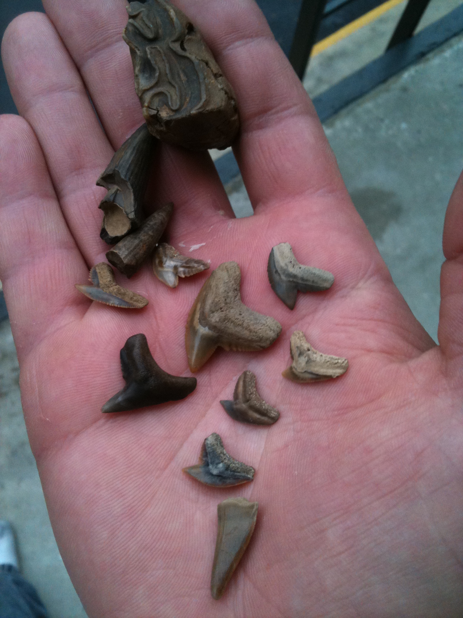 You Guessed It - Fossil Hunting Trips - The Fossil Forum