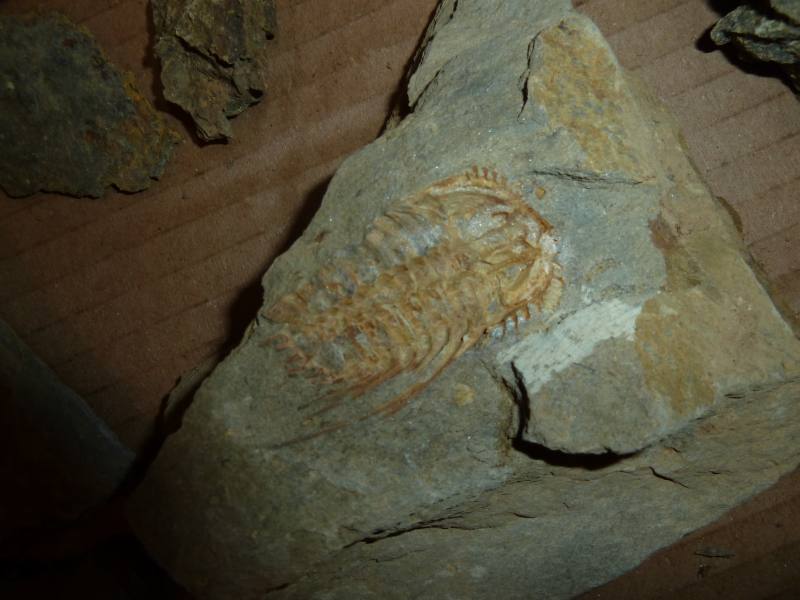 Trilobites, Devonian, Germany - Fossil Hunting Trips - The Fossil Forum