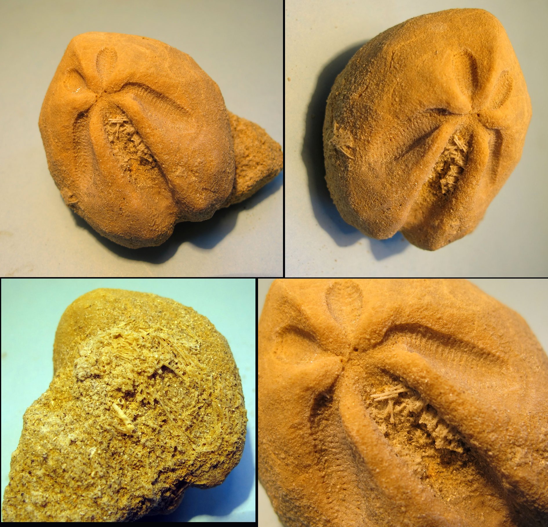 January 2011 Invertebrate/plant Find Of The Month - Fossil of the Month ...