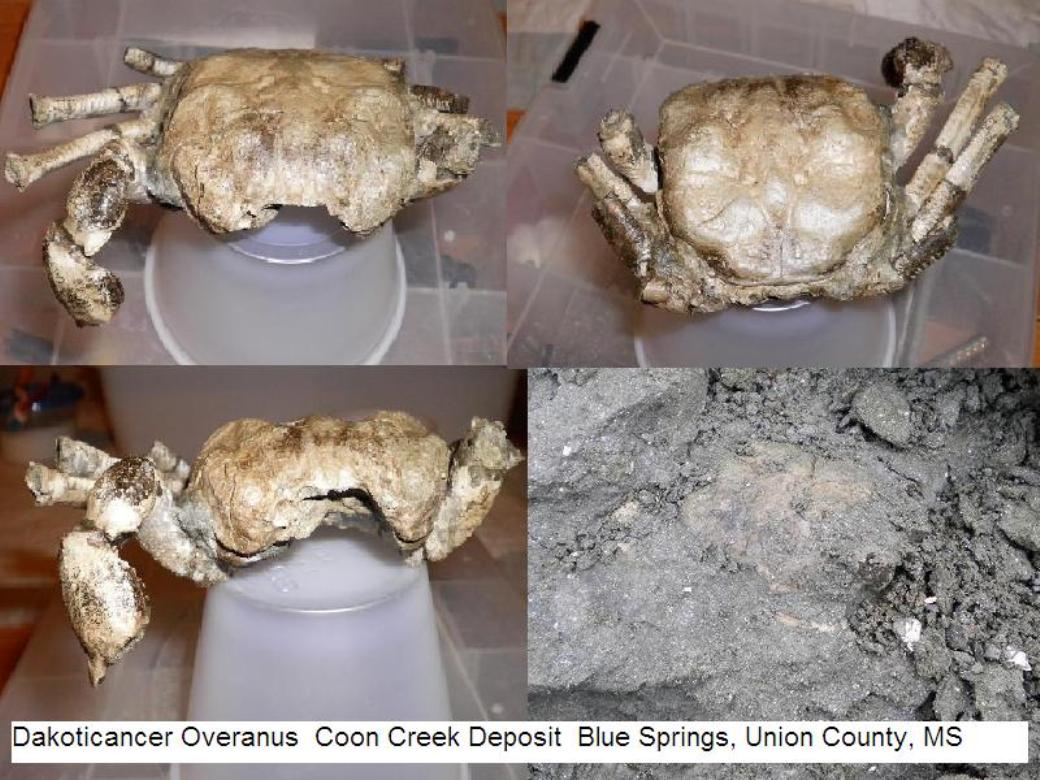 January 2011 Invertebrate/plant Find Of The Month - Fossil of the Month ...