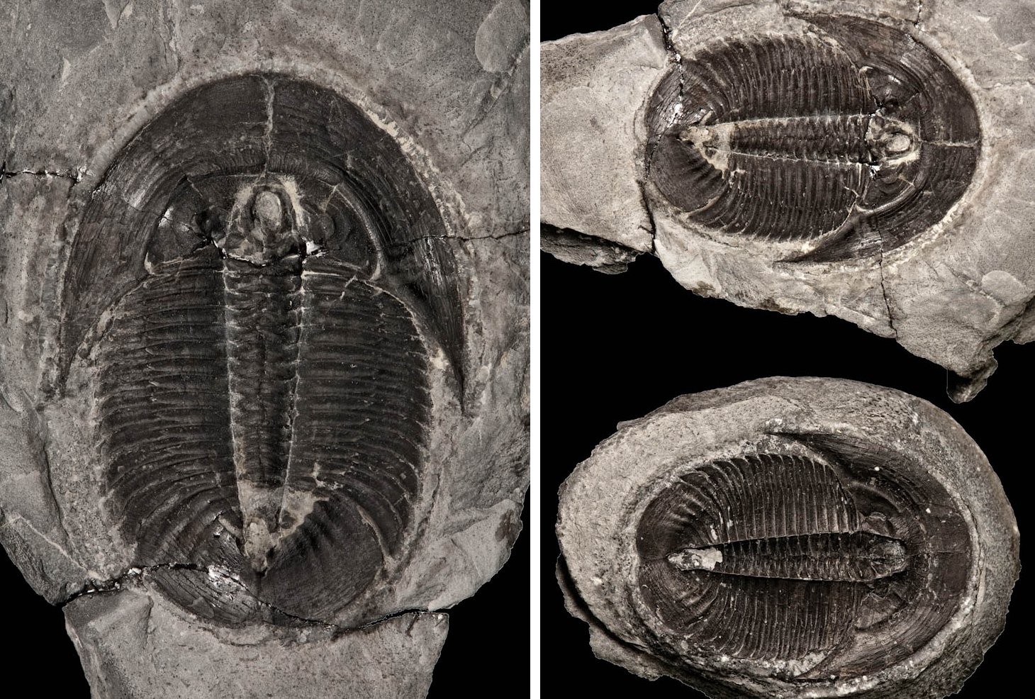 January 2011 Invertebrate/plant Find Of The Month - Fossil of the Month ...