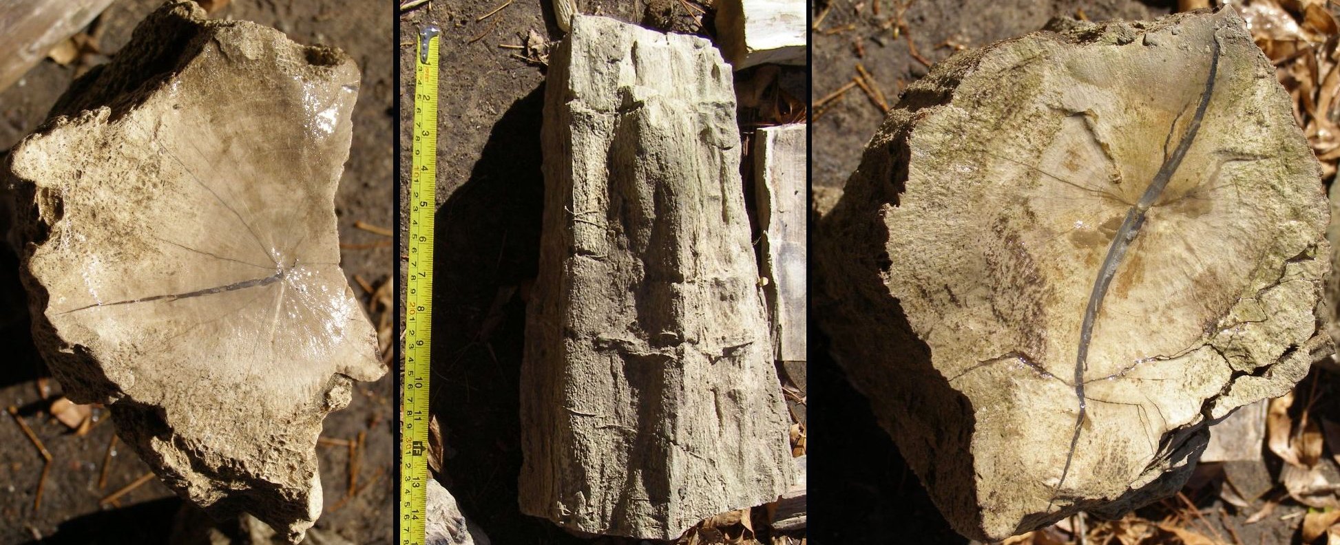 January 2011 Invertebrate/plant Find Of The Month - Fossil of the Month ...