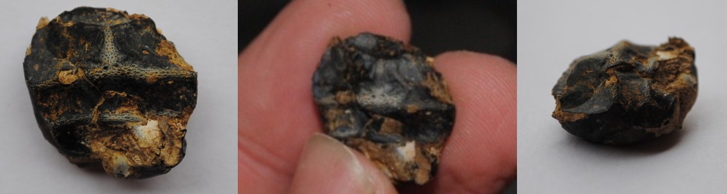 January 2011 Invertebrate/plant Find Of The Month - Fossil of the Month ...