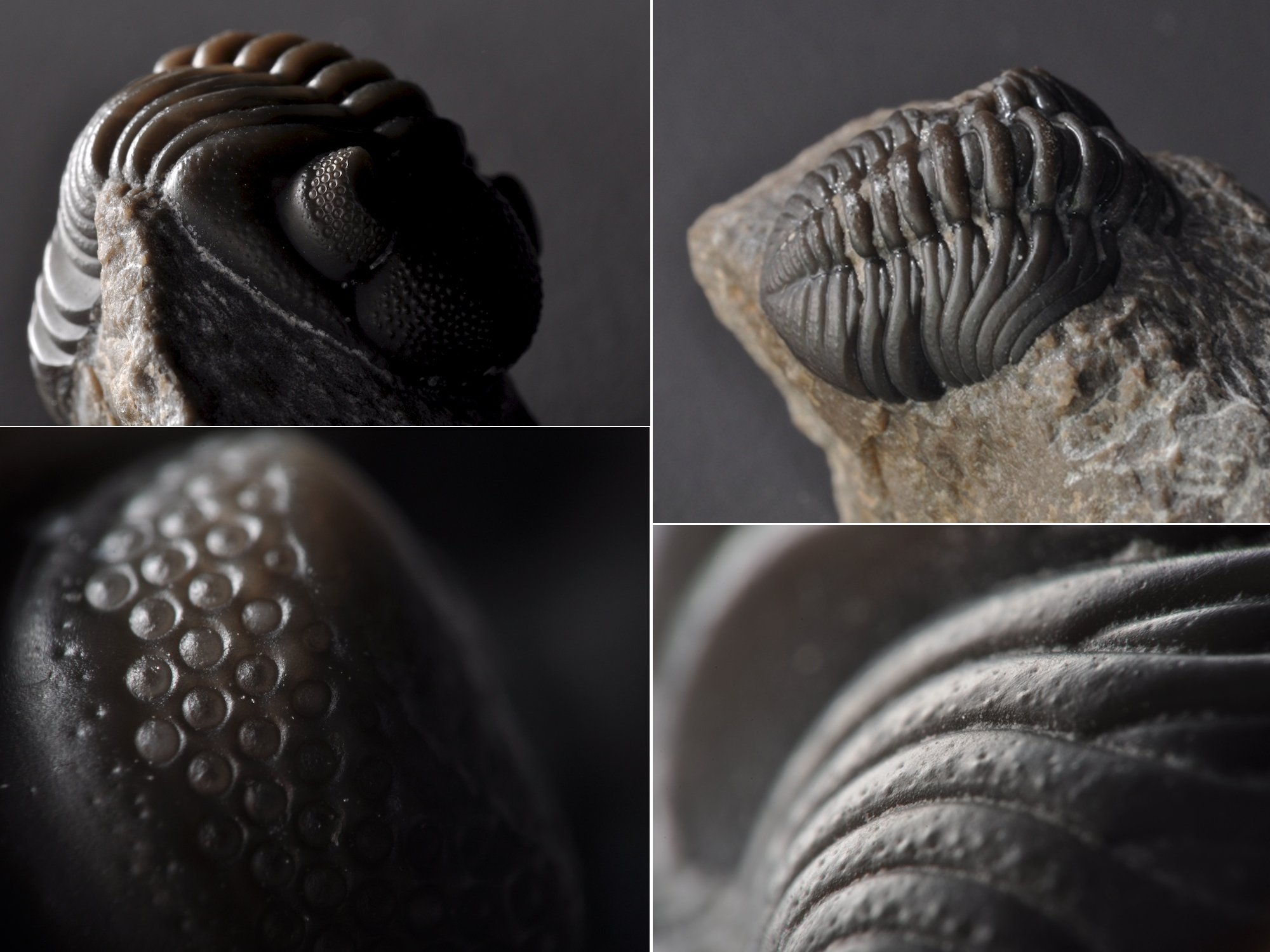 January 2011 Invertebrate/plant Find Of The Month - Fossil of the Month ...