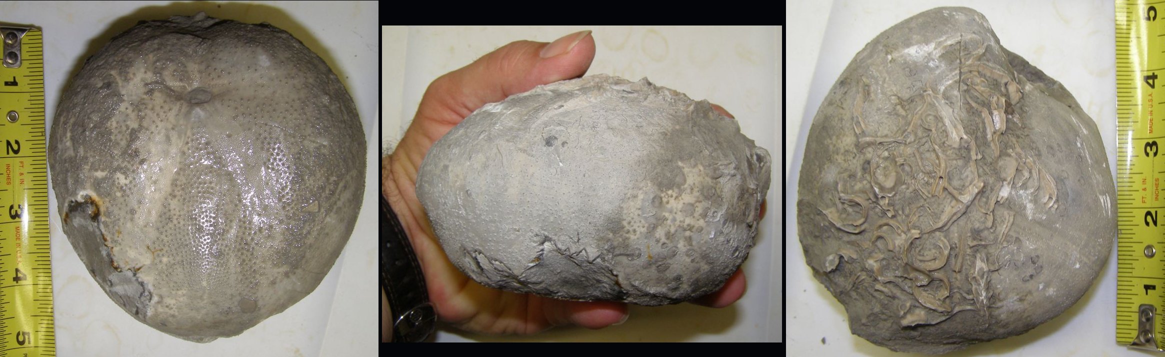 January 2011 Invertebrate/plant Find Of The Month - Fossil of the Month ...
