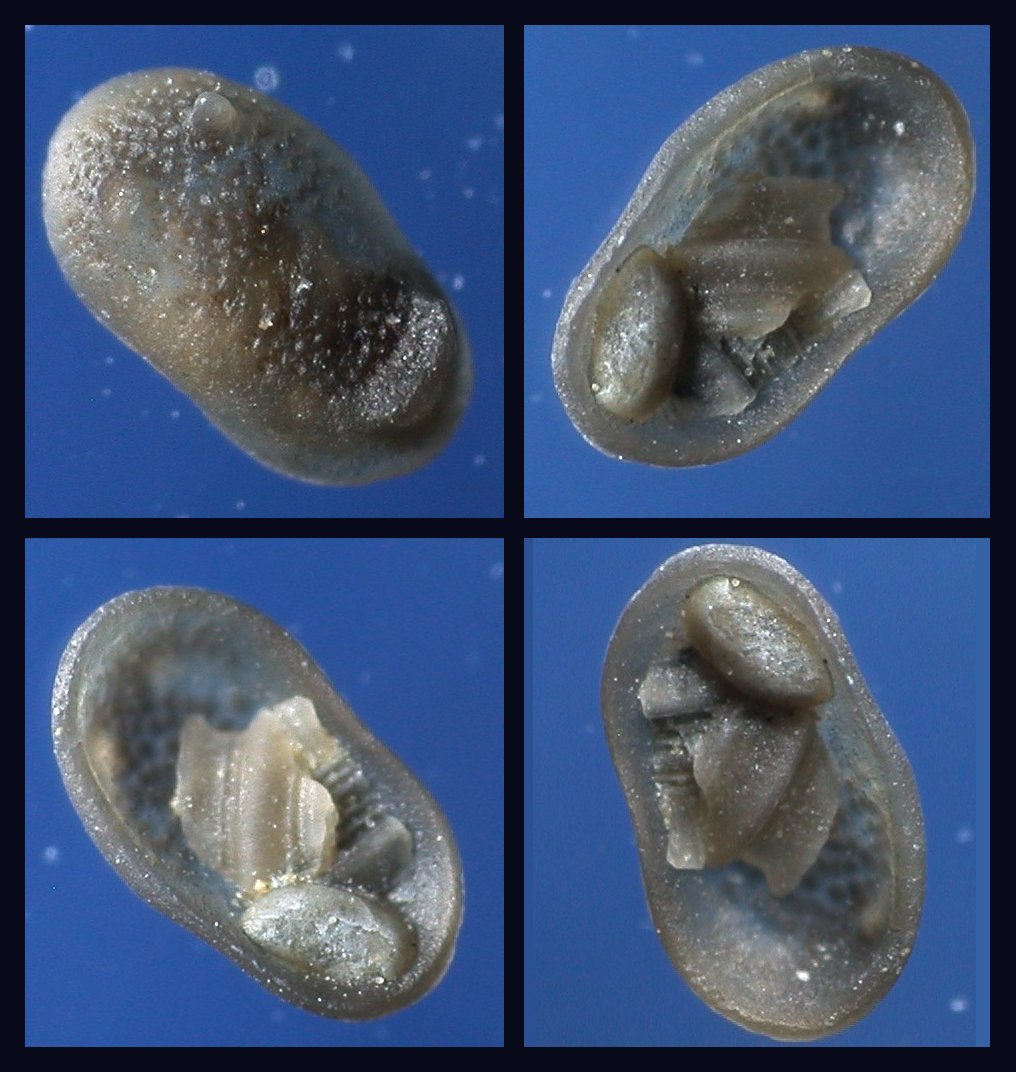 January 2011 Invertebrate/plant Find Of The Month - Fossil of the Month ...