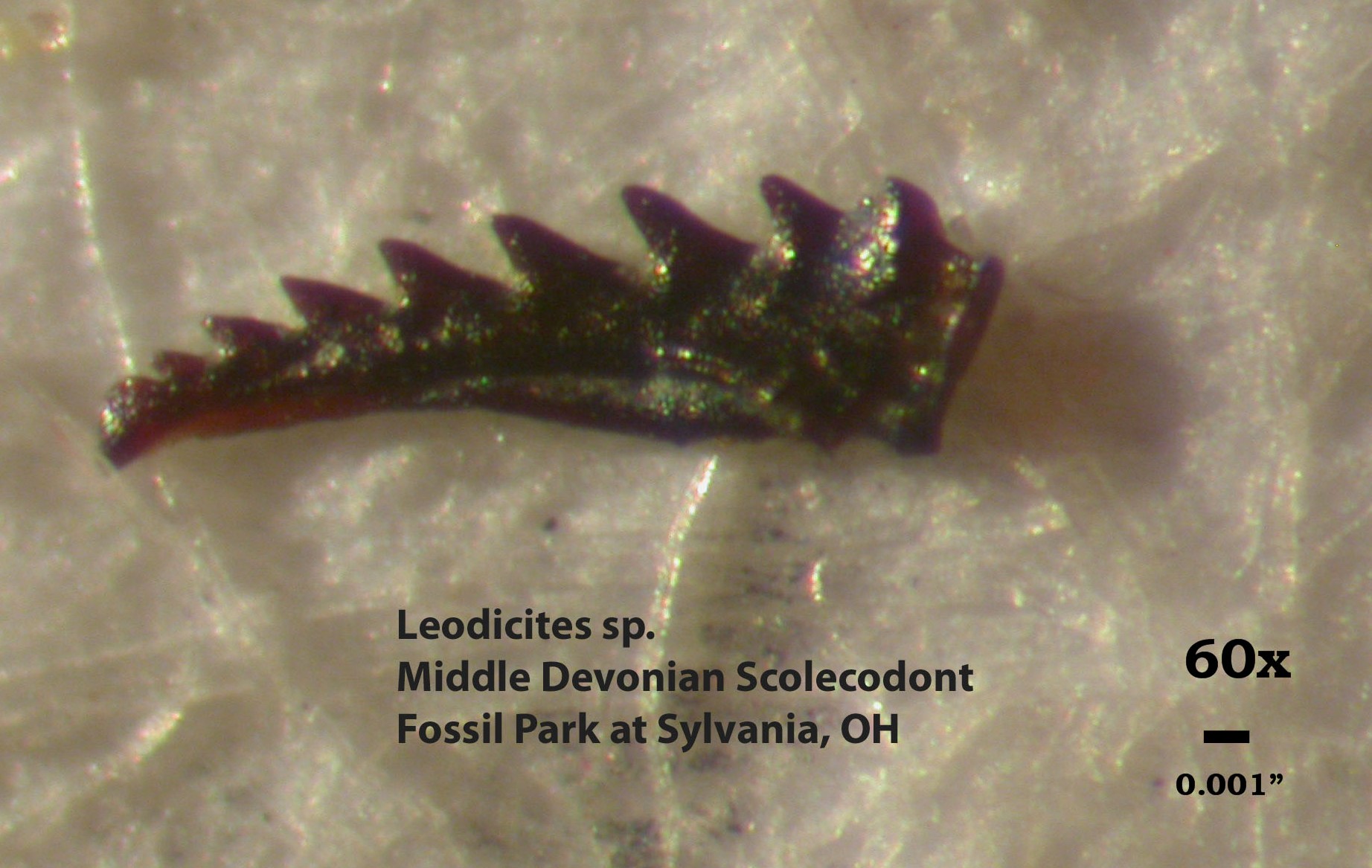 January 2011 Invertebrate/plant Find Of The Month - Fossil of the Month ...