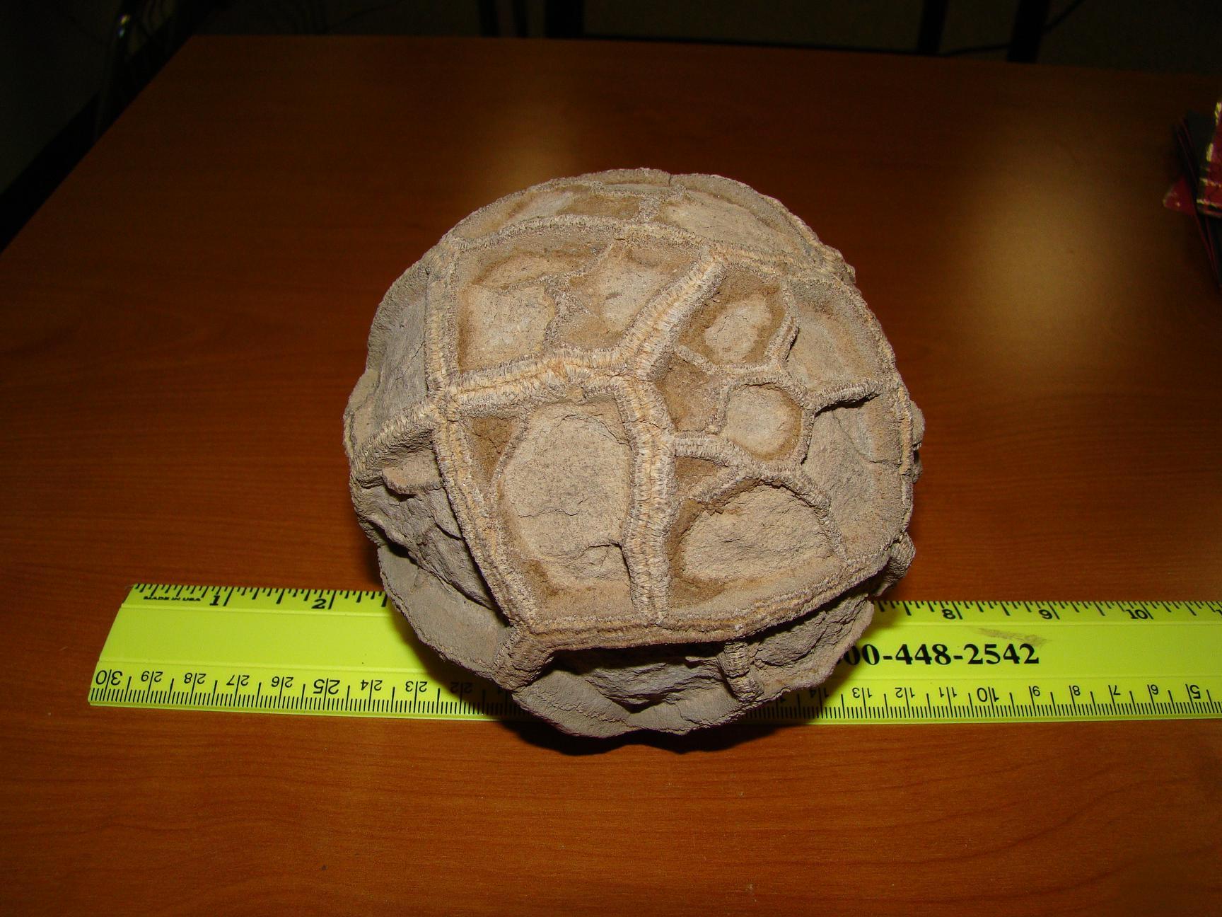 Fossil Ball? - Fossil ID - The Fossil Forum