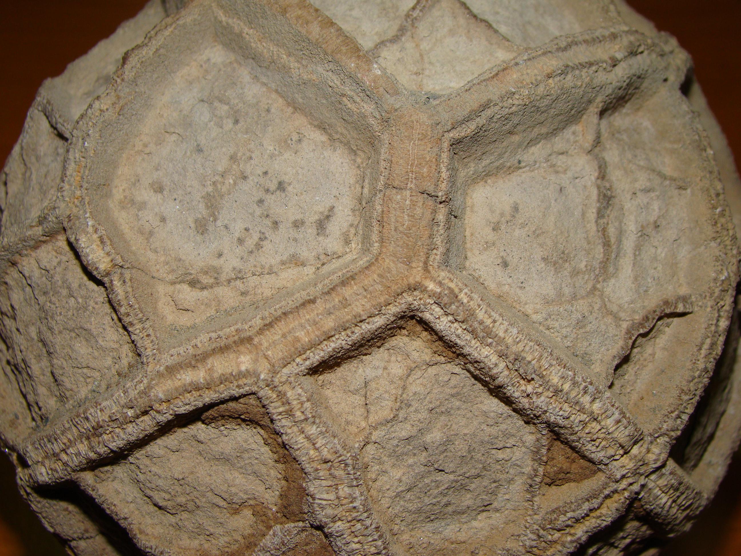 Fossil Ball? - Fossil ID - The Fossil Forum