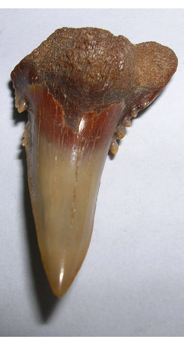 Identification Of The Tooth - Fossil ID - The Fossil Forum