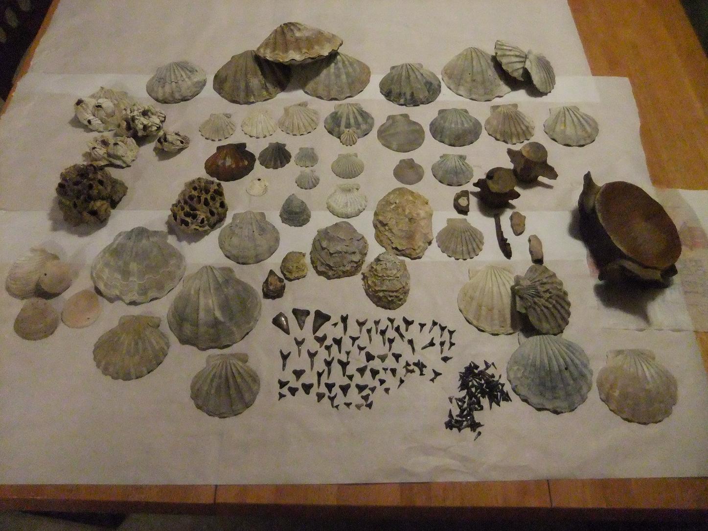 My Fossil Starter Kit Cont......... - Member Collections - The Fossil Forum