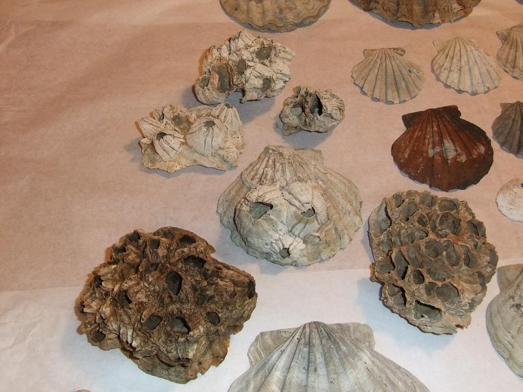 My Fossil Starter Kit - Member Collections - The Fossil Forum