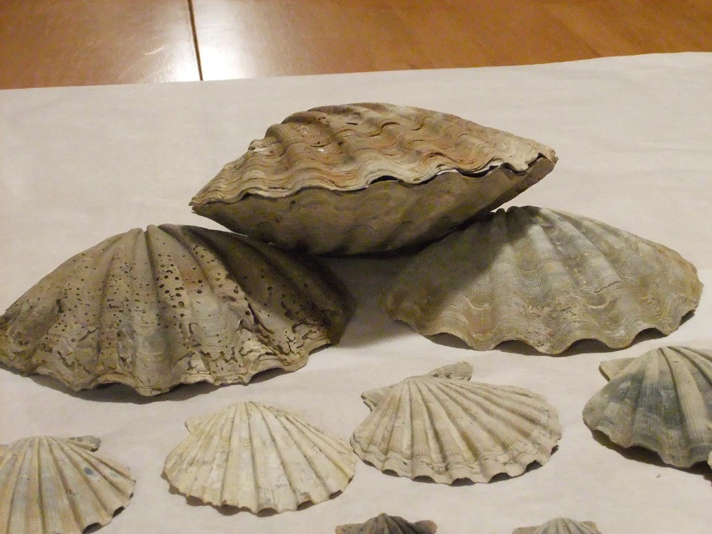 My Fossil Starter Kit - Member Collections - The Fossil Forum