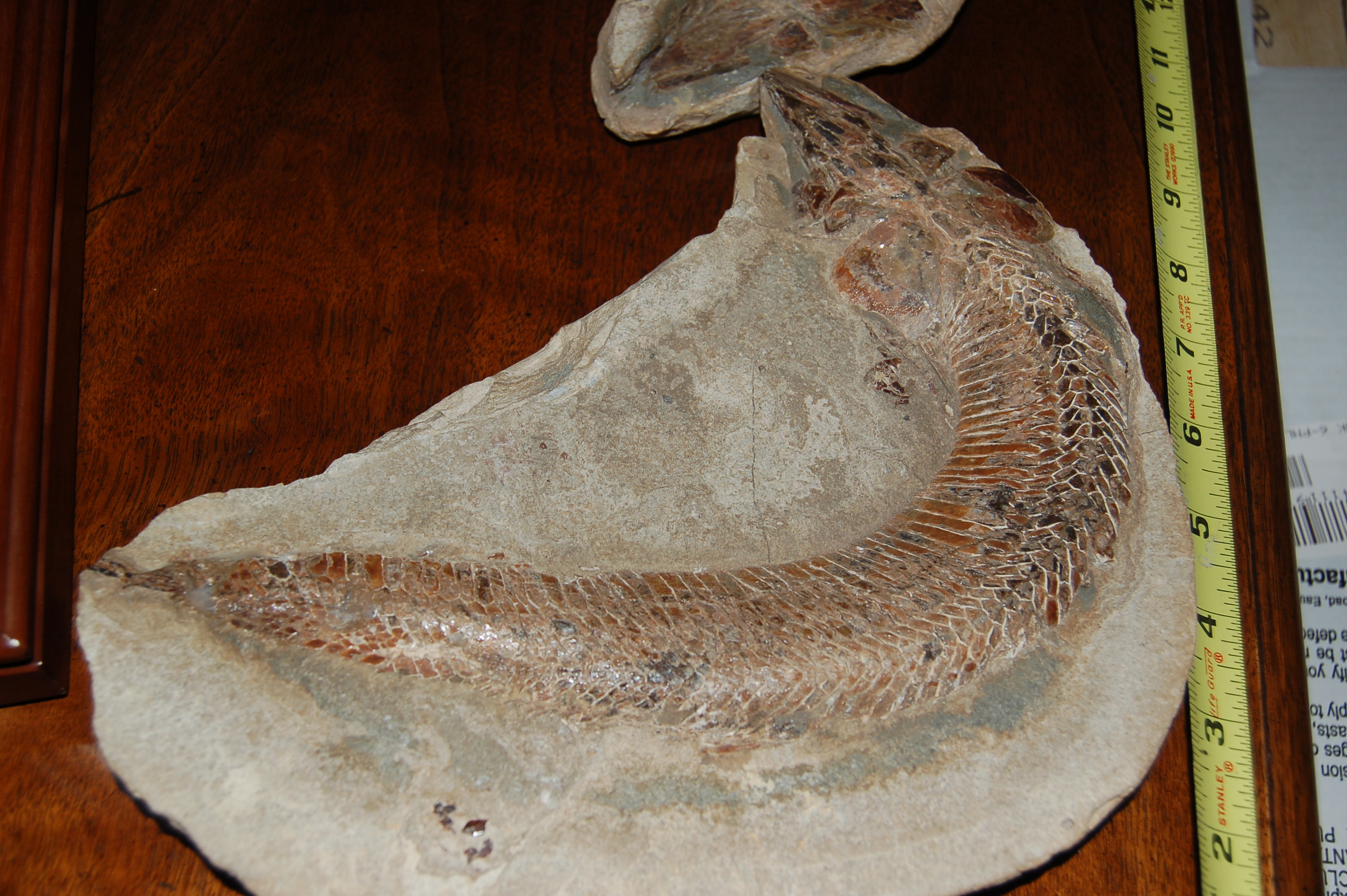 Large Head Small Tail - Fossil ID - The Fossil Forum
