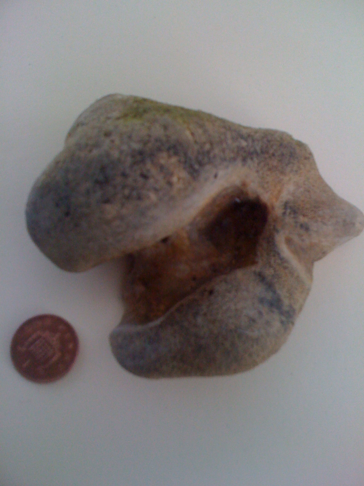 Joint Bone? - Fossil ID - The Fossil Forum