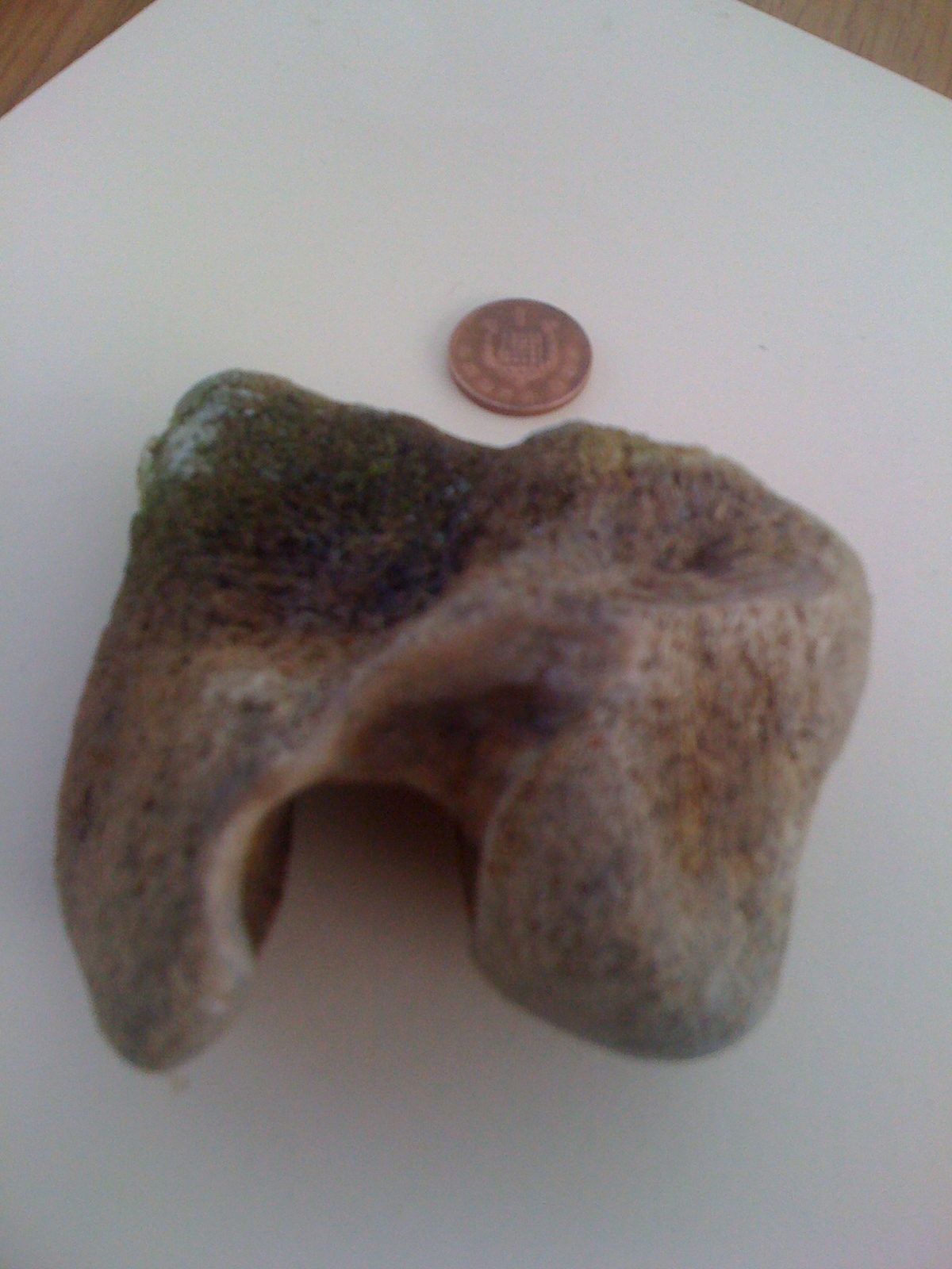 Joint Bone? - Fossil ID - The Fossil Forum
