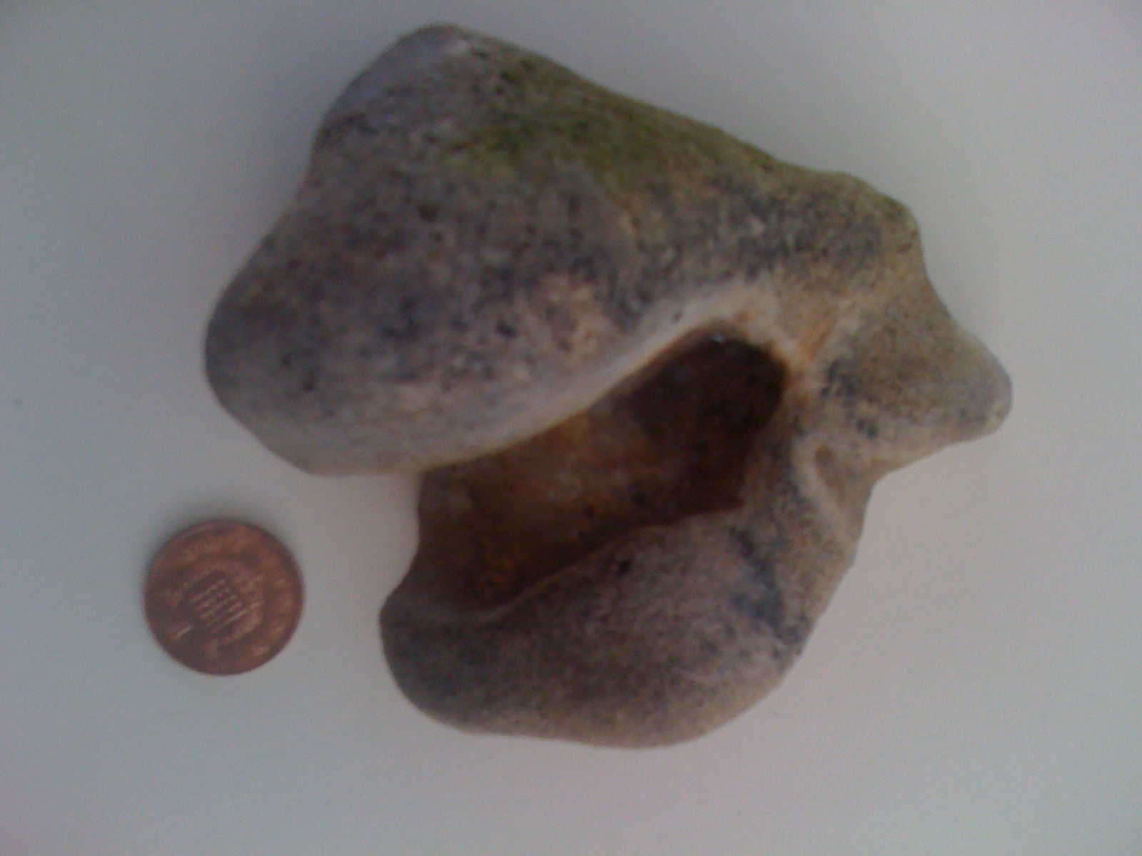 Joint Bone? - Fossil ID - The Fossil Forum