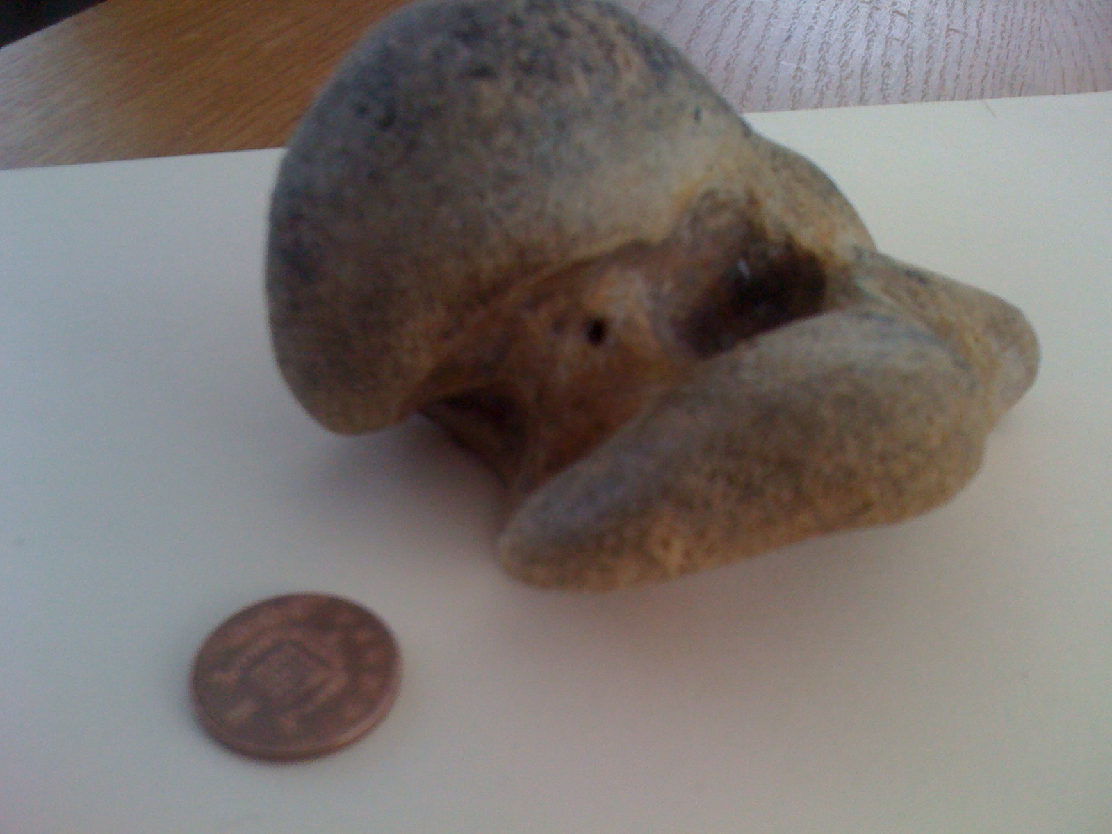 Joint Bone? - Fossil ID - The Fossil Forum
