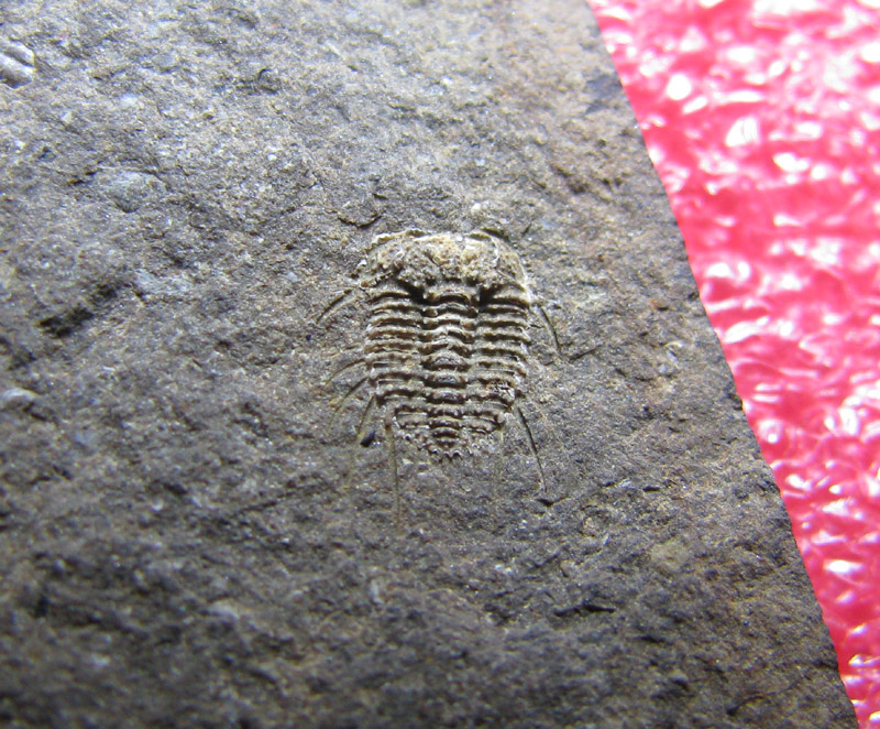 Mini Trilobite - Member Collections - The Fossil Forum