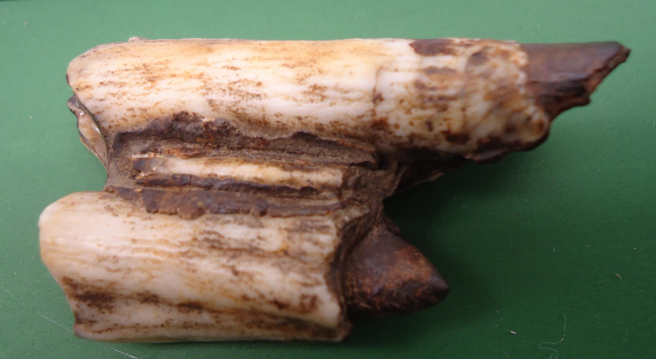Tooth Id Bison? Or Cow? - Fossil ID - The Fossil Forum
