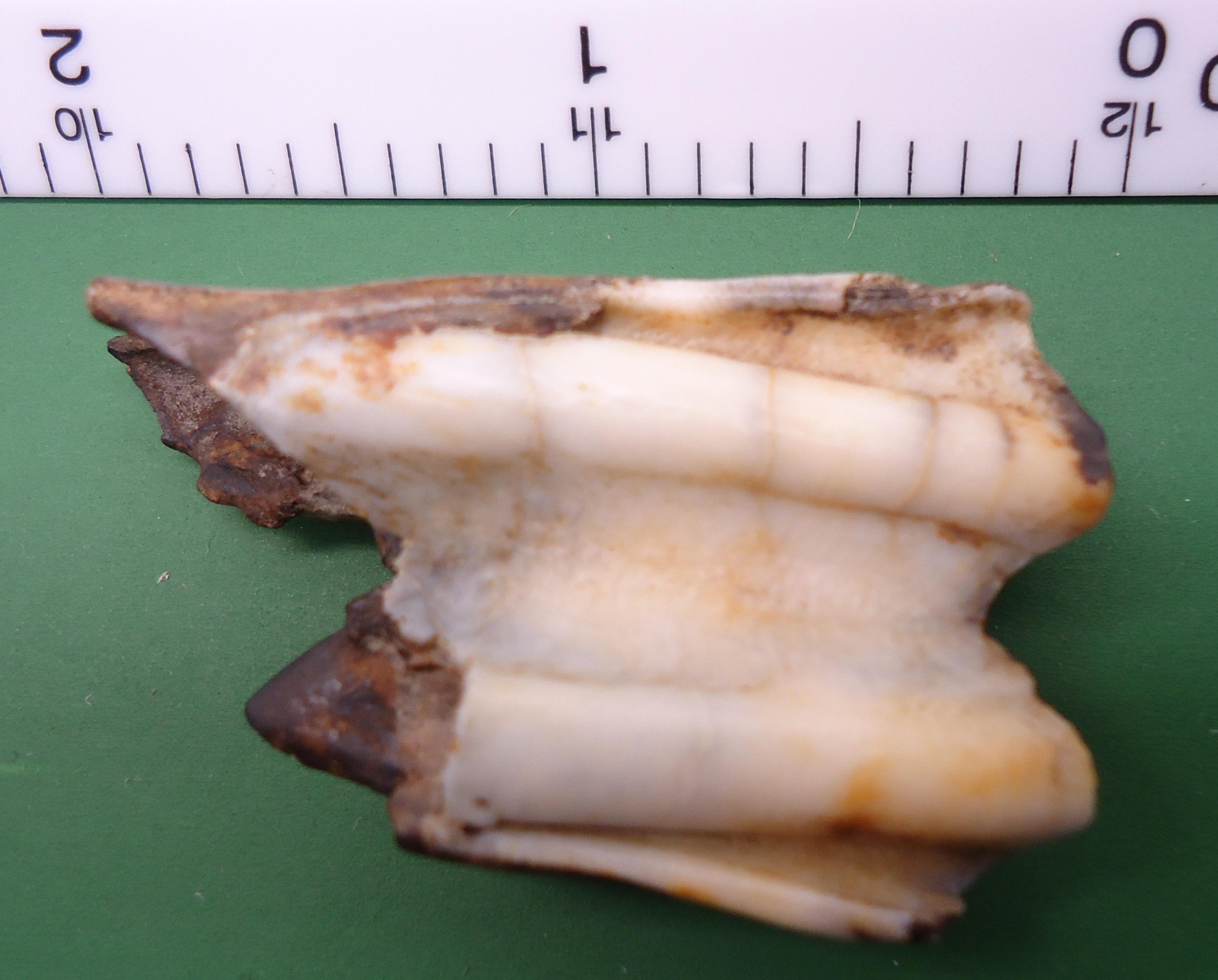 Tooth Id Bison? Or Cow? - Fossil ID - The Fossil Forum