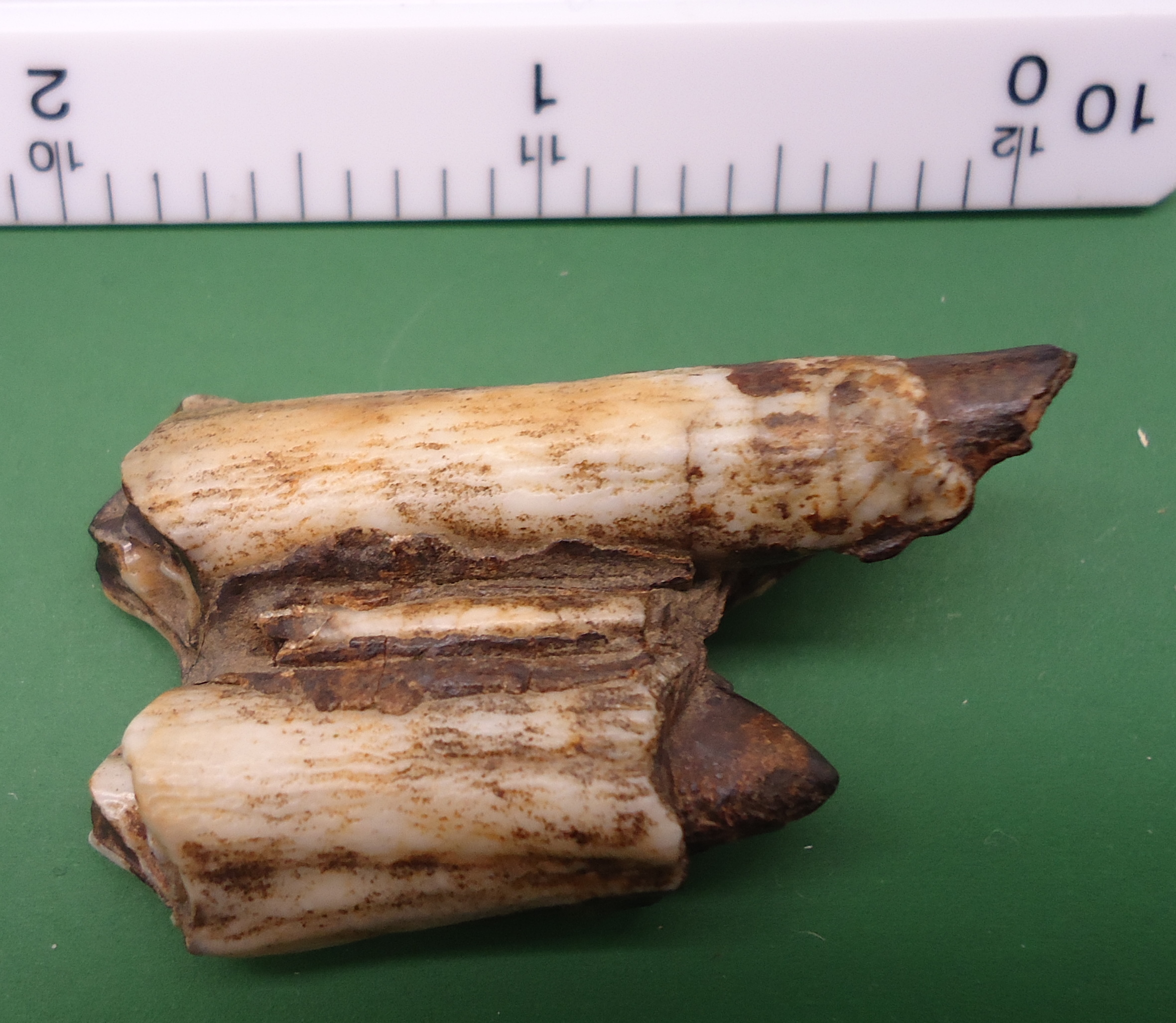 Tooth Id Bison? Or Cow? - Fossil ID - The Fossil Forum