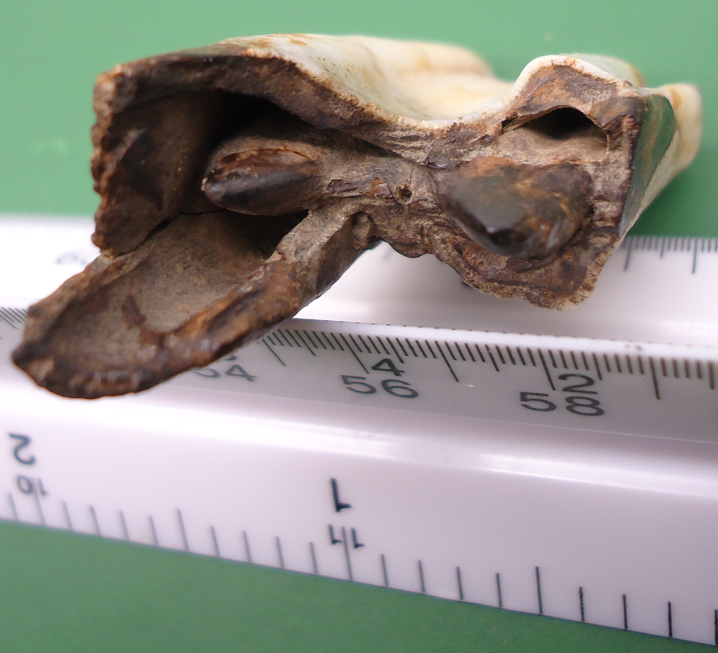 Tooth Id Bison? Or Cow? - Fossil ID - The Fossil Forum