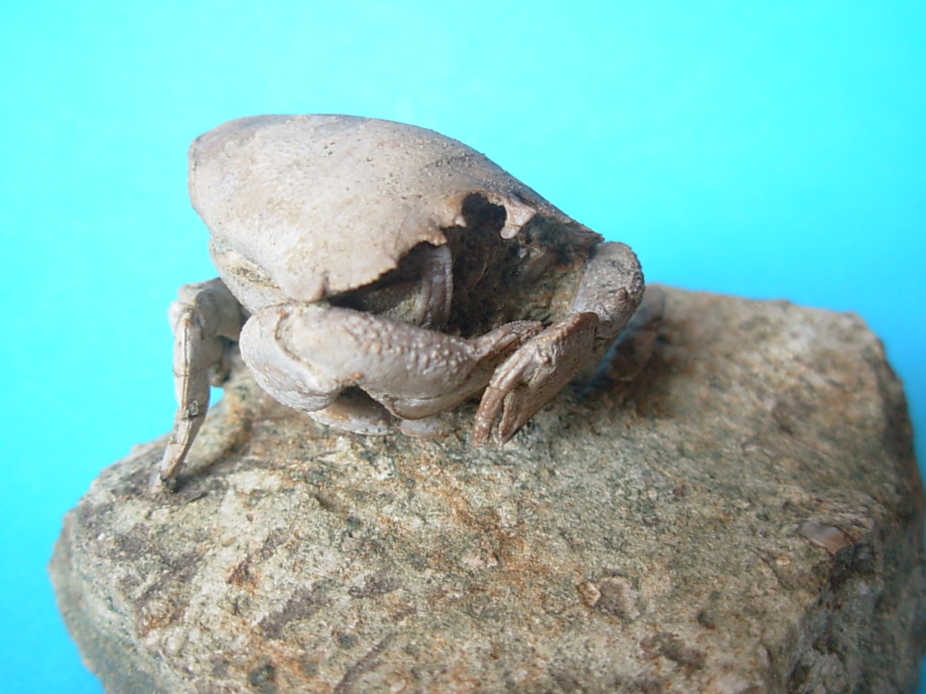 Crab's Fever - Page 23 - Member Collections - The Fossil Forum